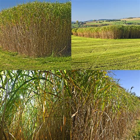 Switchgrass Seed Head