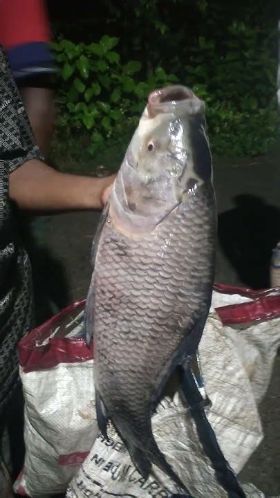 হাওড় বাওড় থেকে ধরা পড়লো বিশাল আকৃতির একটি কাতলা মাছ। Youtube