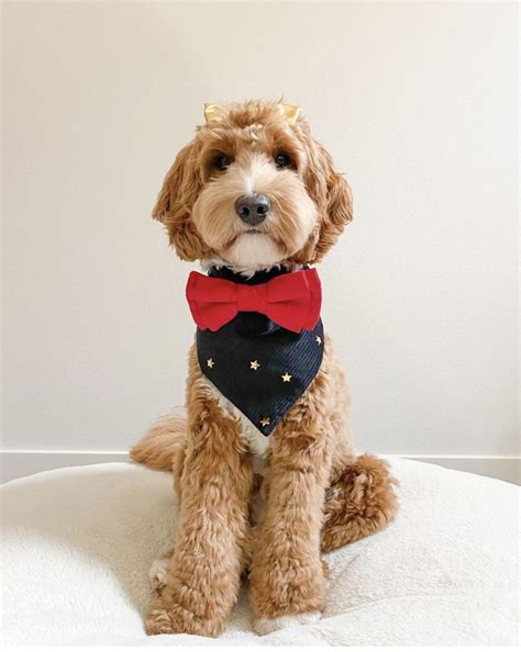 Doodle Teddy Bear Cut How To Trim A Goldendoodle S Face 2022 We Love