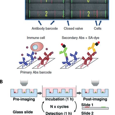Detecting Immune Cell Secreted Molecules A Barcode Method Reprinted Download Scientific