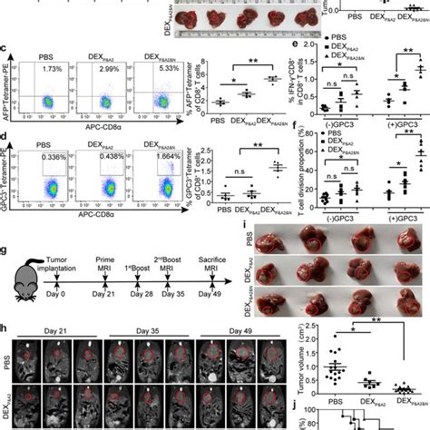 Antitumor Immunity Of Dexpandaandn In Orthotopic Hcc Mice A Flow
