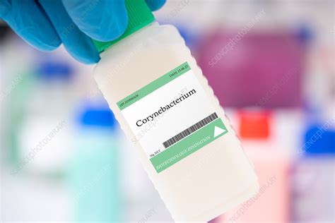 Corynebacterium Bacteria Stock Image F042 2487 Science Photo Library