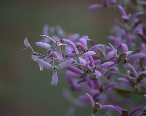 Plants In Namibia Safari2go