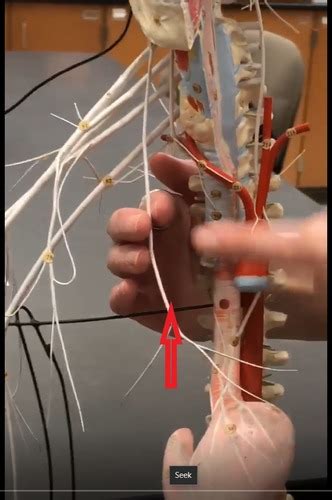 Lab Plexus And Peripheral Nerves All Nerves In Bold Print Even Ones Without A Pic Flashcards