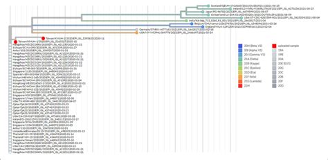 Phylogenetic Analysis By Using UShER The Phylogenetic Tree Was