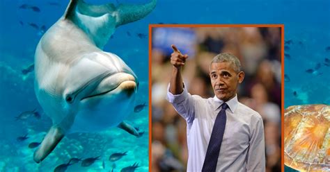 Our Oceans Barack Obama Narrated Netflixs New Nature Doc