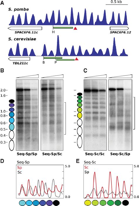 Engineering Nucleosomal Positioning On Synthetic Dna Sequences A Download Scientific