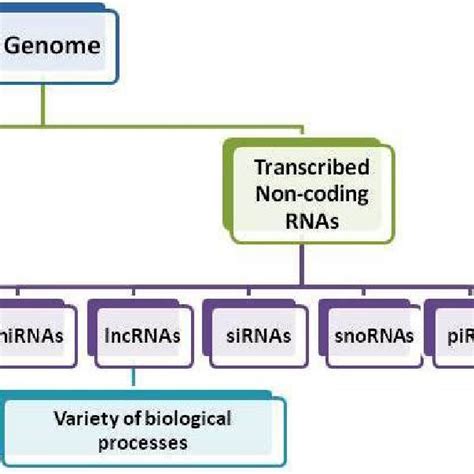 Pdf Multifactorial Role Of Long Non Coding Rnas Lncrnas In Hematopoiesis