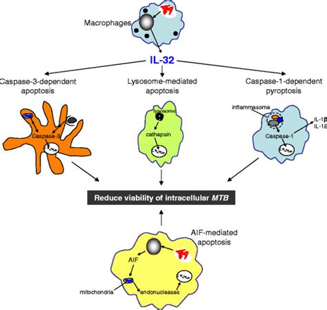 Cell Death Pathways Hypothesized To Be Involved In Il 32 Control Of Mtb