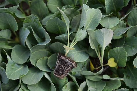 Лунный календарь для огородников благоприятные дни для посадок в 2024 году Дом Среда обитания