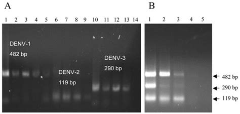 Single Tube Nested Pcr Using Immobilized Internal Primers For The Identification Of Dengue Virus