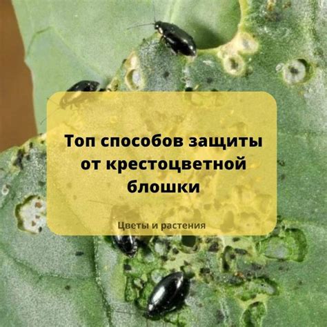 Топ способов защиты от крестоцветной блошки Просыпаются блошки ранней ...