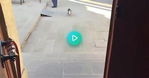 Mom Carrying Kittens To Mosque Album On Imgur