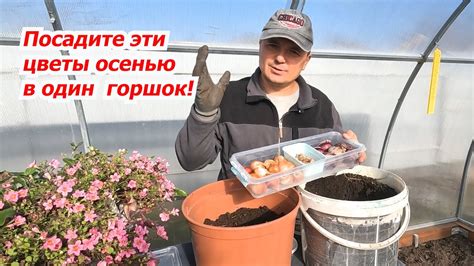 Комбинированная высадка тюльпанов, гиацинтов и крокусов послойно в один ...