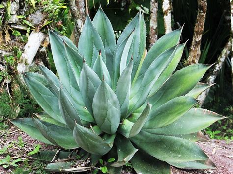 Giant Aloe Vera Leaves Fleshy · Free Photo On Pixabay