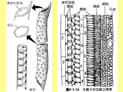 植物导管进化成 百度知道