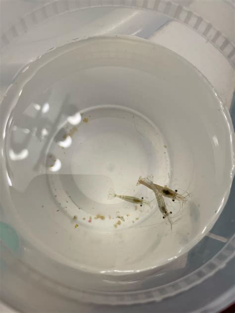 Ghost Shrimp R Aquariums