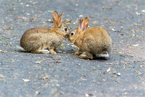 How To Get Rid Of Rabbits Without Killing Them Harmless Methods A