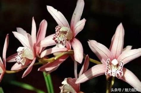 蘭博會30年間韶關市翁源縣蘭花產業的跨越式發展 每日頭條