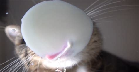 Photographer Captures Close Up Video Of Cat Lapping Up Spilled Milk