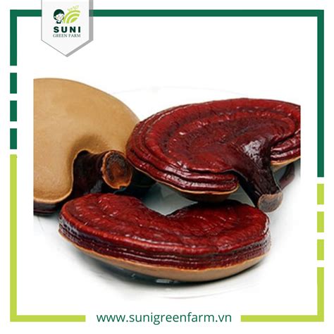Nấm Linh Chi Đỏ – SUNI GREEN FARM