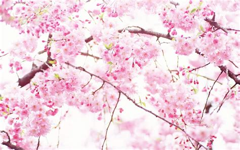 Light Pink Flower Wallpapers Top Free Light Pink Flower Backgrounds