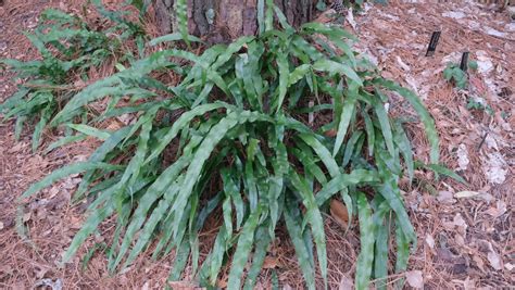 Decorate The Woodland With Green Ribbons Juniper Level Botanic Garden