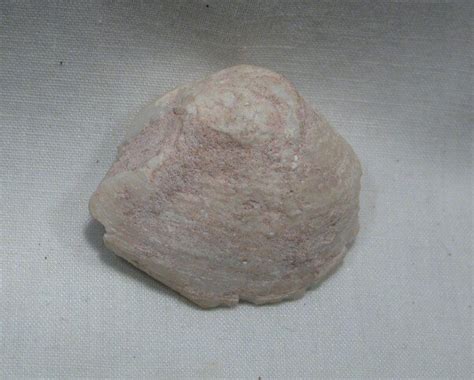 Opalized Fossil Bivalve