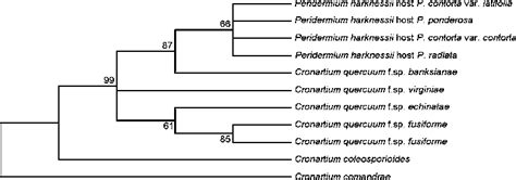 Bootstrap Consensus Tree Of Evolutionary History Inferred Using Maximum