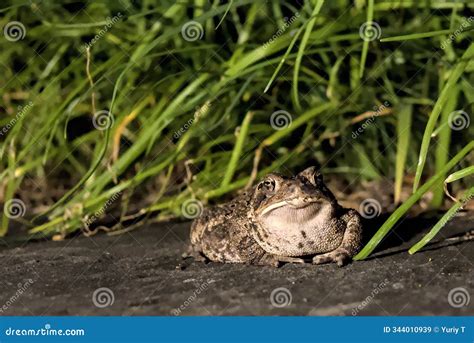 Toy Toad Or Frog Realistic Plastic Toy Of A Toad With Its Tongue Out