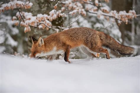 El Zorro Caminando Sobre La Nieve Foto Premium