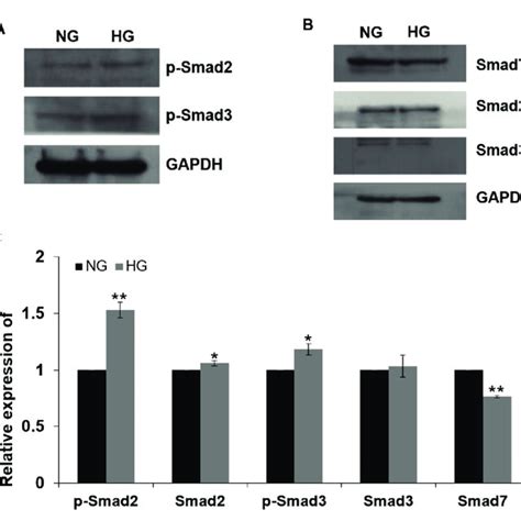 Effect Of High Glucose On Smad Signaling Pathway In Hrmcs A B Protein