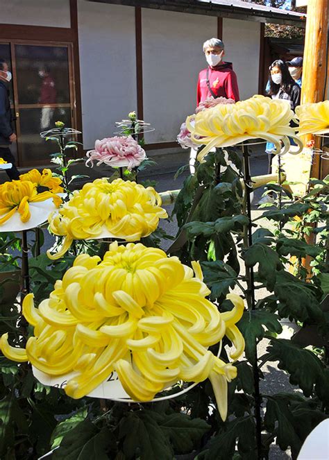 境内彩る華やかな大輪 中尊寺菊まつり始まる 平泉｜iwanichi Online 岩手日日新聞社
