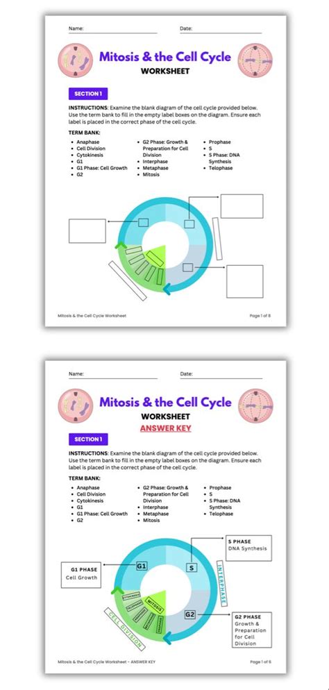 Mitosis And The Cell Cycle Interactive Powerpoint And Worksheet High School Biology Lessons