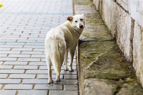 Chien Triste Sans Abri Image Stock Image Du Route Brun 57010241