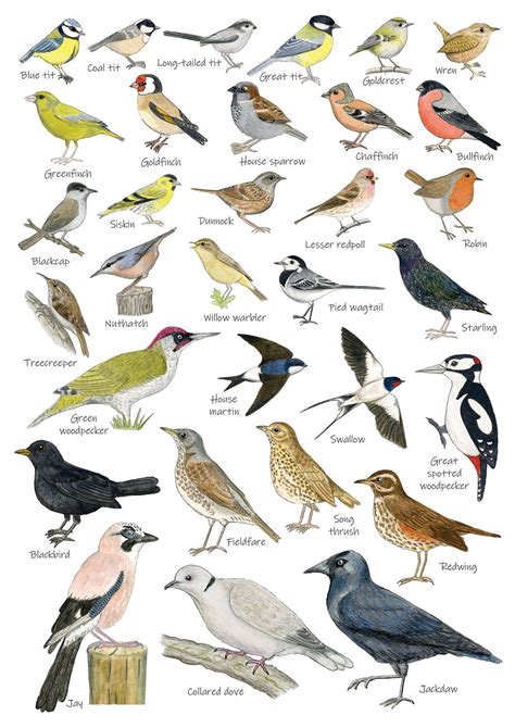 Free Printable Bird Identification Chart Templates Printable