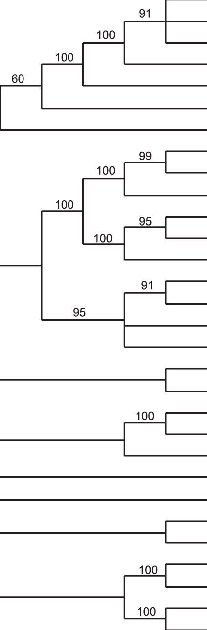 The Strict Consensus Tree Of 54 Most Parsimonious Trees From The