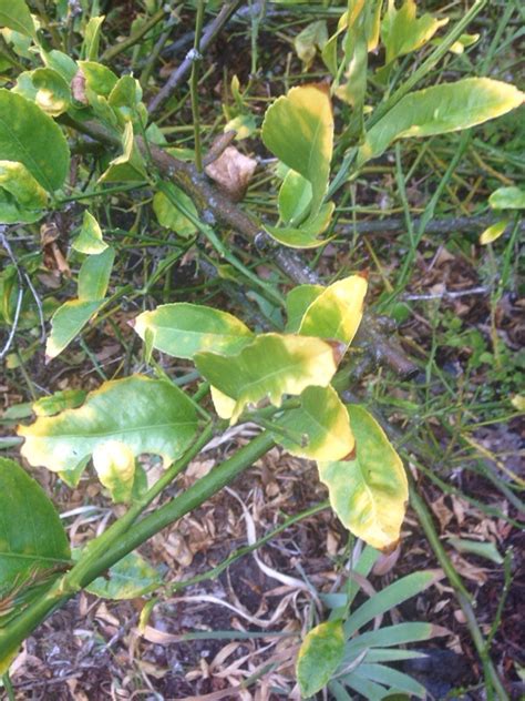 Citrus Nutrient Deficiency Archives Garden Answers