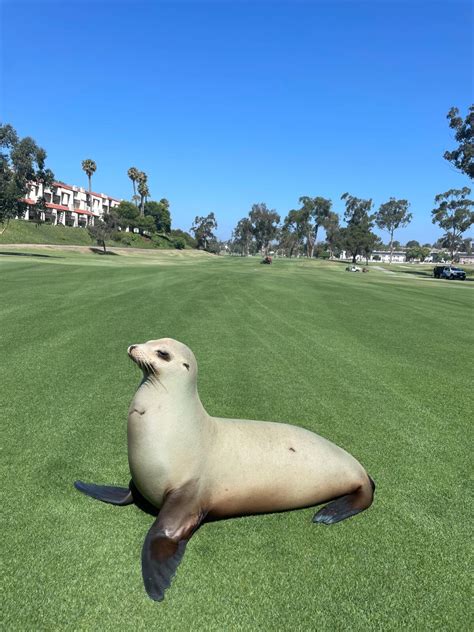 Pregnant Sea Lion Found On Golf Course Of A Carlsbad Resort Los