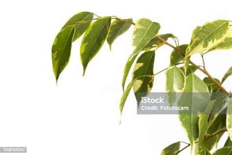 흰색 배경에 고립 된 선인장 나무이미지 0명에 대한 스톡 사진 및 기타 이미지 0명 갈색 관목 Istock
