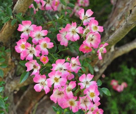 지경당 담벼락에 만개한 붉은 찔래꽃