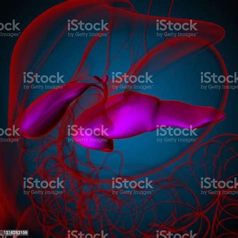 담낭 인간 소화 시스템 해부학 3d 렌더링 3차원 형태에 대한 스톡 사진 및 기타 이미지 3차원 형태 간 내부 기관 건강