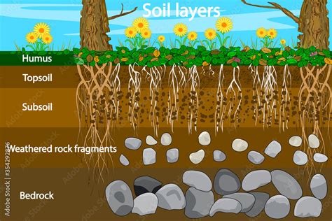 Soil Layers Diagram For Layer Of Soil Soil Layer Scheme With Grass And Roots Earth Texture