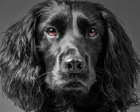 Dog Portraits - Studio Photoshoots - Barking Mad Pet Photography