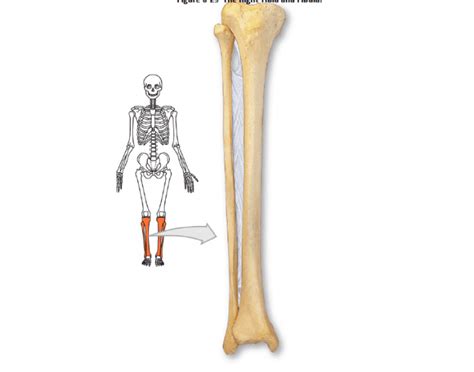 Fibia And Tibia Quiz