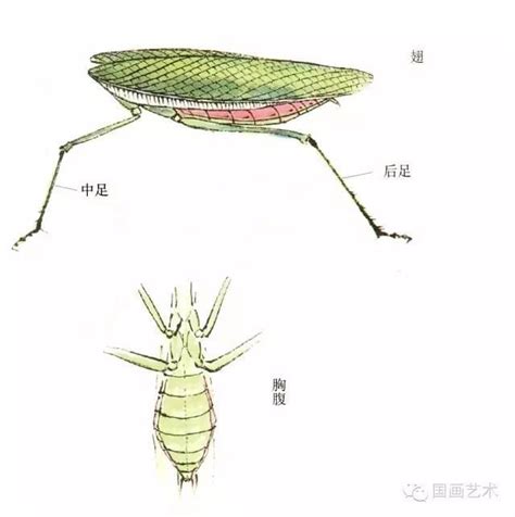 螳螂结构螳螂广斧螳螂第3页大山谷图库