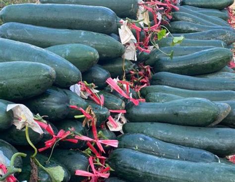 Mojiang Hybrid Black Skin White Gourd Seeds Chinese Watermelon Seeds