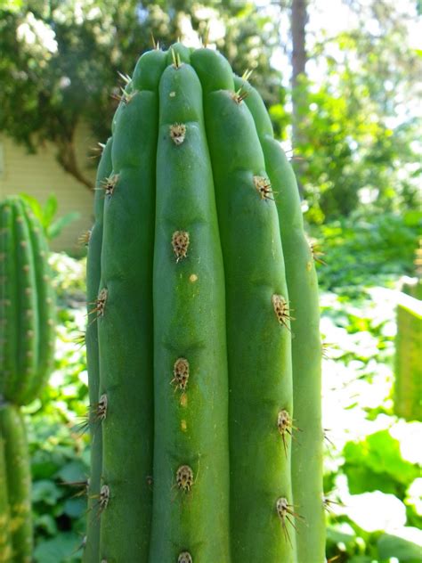 San Pedro Cactuses Trichocereus Peruvianus Sp Puqiensis