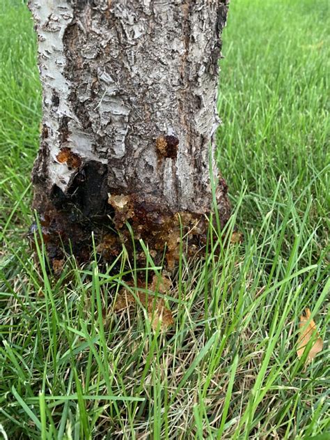 Jelly Like Blobs On My Peach Tree Rgardening