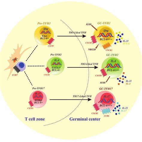 The Naive T Cells Are Differentiated Into Tfh Cells In The Germinal